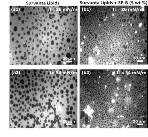 Figure 3 From Lipid Protein Interactions Alter Line Tensions And Domain