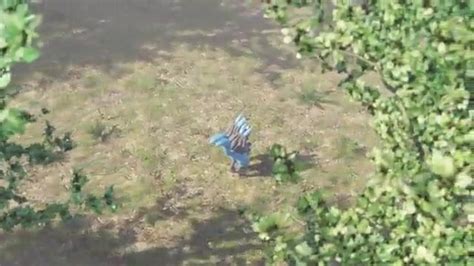 Pokemon Lucario Brothers Forest Fun Thisvid Com