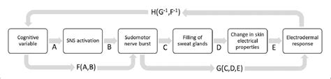 An Illustration Of The Cascade Of Events Involved From Cognitive
