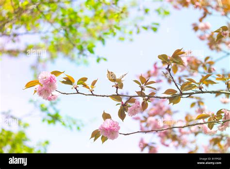 A Double-Flowered Cherry Tree Stock Photo - Alamy