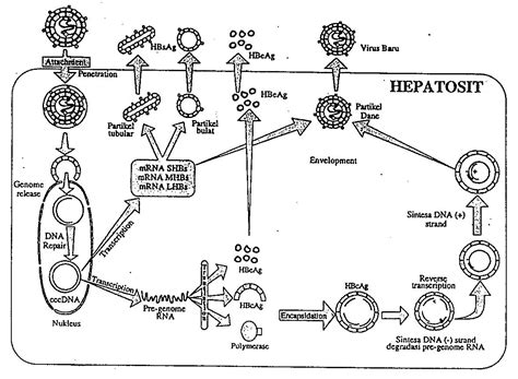 Hepatitis B Tongkat Aesculapius