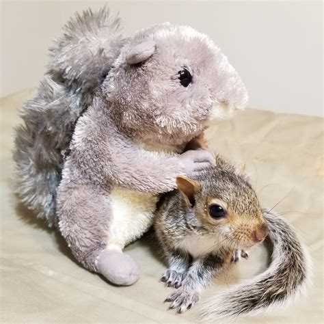 Squirrel Cuteness