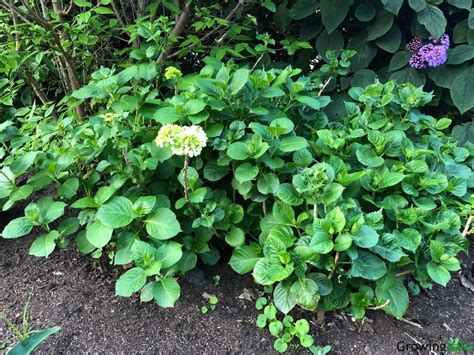 Hydrangea Leaf Problems How To Deal With Brown Spots Learningvale