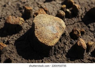 Ancient Shell Fossils Former Coal Mine Stock Photo Shutterstock