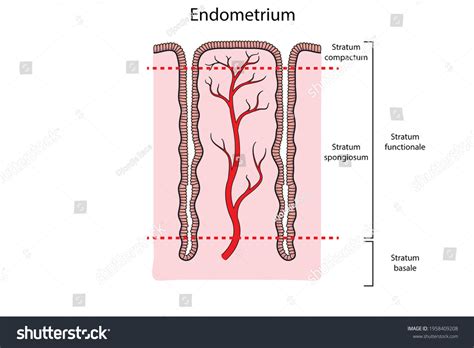 endometrium basic structure diagram female reproductive stock