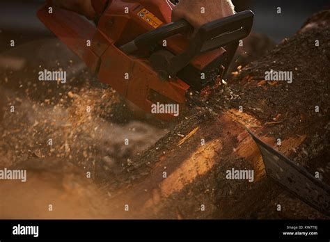 A Man Cutting Tree With Chainsaw Stock Photo Alamy