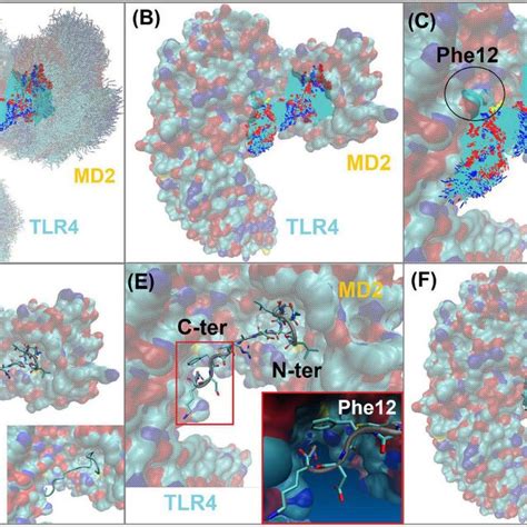 Tlr4 Md2 Peptide 2 Complex Simulated By Molecular Dynamics At 310 K For Download Scientific