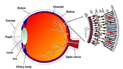 Physiology Of Human Visual System Download Scientific Diagram