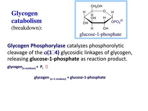 Ppt Role Of Glycogen Metabolism In Cellular Functioning Powerpoint