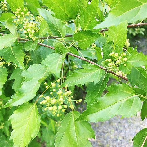 How To Identify Amur Maple Acer Tataricum Subsp Ginnala