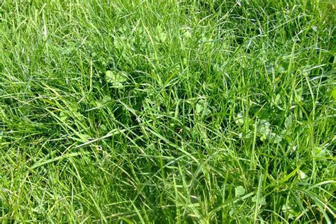 Clover Grass Seed Mix Lowes At Loren Bona Blog