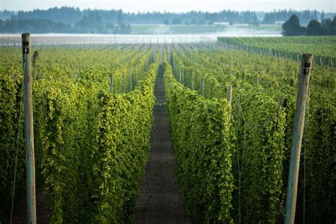 Coleman Hops — Coleman Agriculture