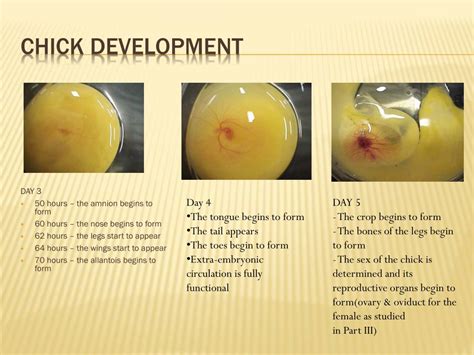 Ppt Chick Embryology Powerpoint Presentation Free Download Id2178021