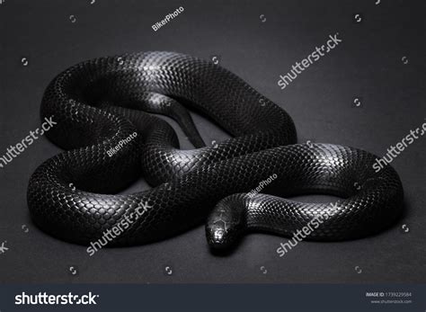 Black Python Images Stock Photos Vectors Shutterstock