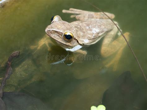 Common Tree Frog Breeding By The Male Is Hugged On The Female Back Five Frogs Are Mating And