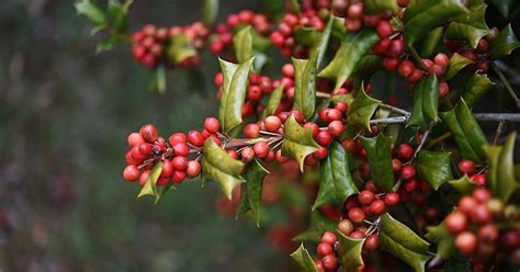 12월의 정원식물 호랑가시나무크리스마스 장식 활용 가능