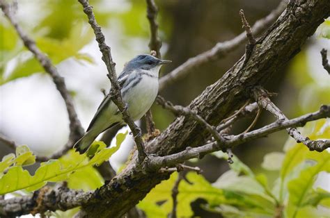 Cerulean Warbler Audubon Field Guide