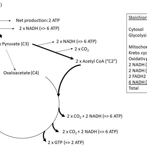 4 Stoichiometry Of Glucose Oxidation The Pathway For Glucose