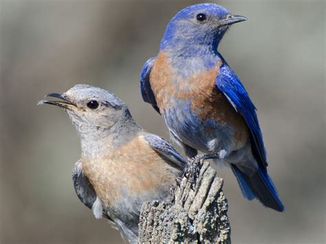 Female Mountain Bluebird Flying
