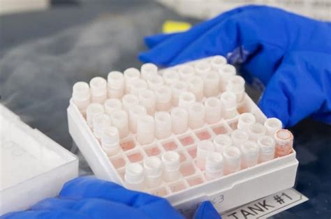 Cell Line Cross Contamination And Misidentification Common Cell Culture Problems