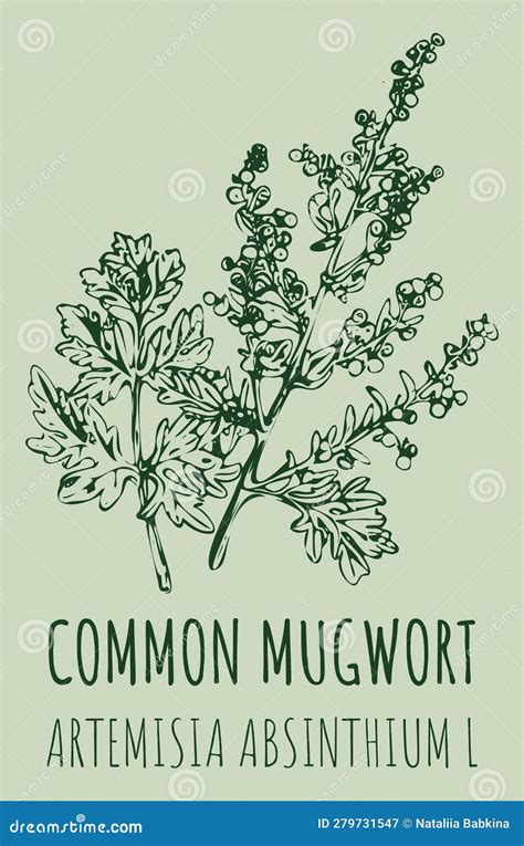 Drawings Common Mugwort Hand Drawn Illustration Stock Vector Illustration Of Stem Flora