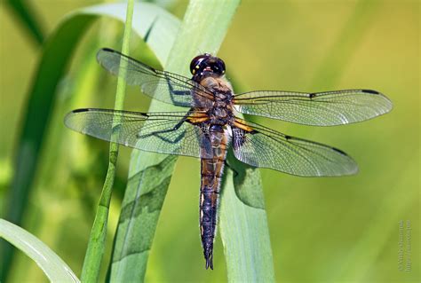 Photo 95155 Libellula Quadrimaculata