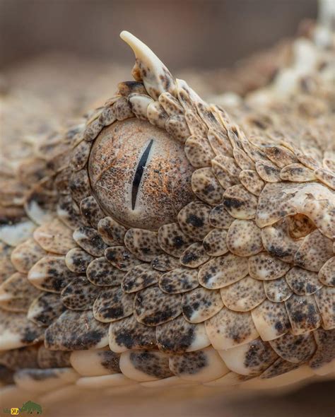 تصاویر افعی شاخدار؛ تصاویر بسیار نزدیک از زیباترین و مرگبارترین مار جهان