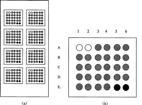 Fast Typing Detection Method Of High Flux Visualized Hpv Human