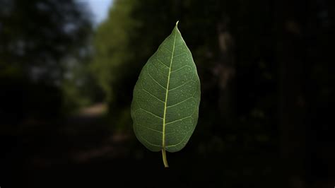 Artstation Leaf Pack Pbr Texture With Alpha Map Vol 1 Resources