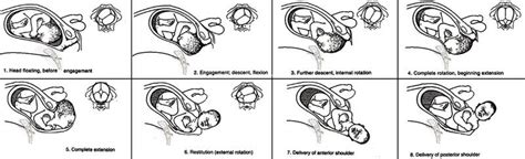 Explore The Best Birthing Art Deviantart