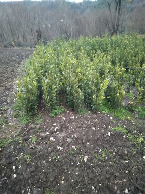 იყიდება დაფნის ნერგი და თესლი Facebook