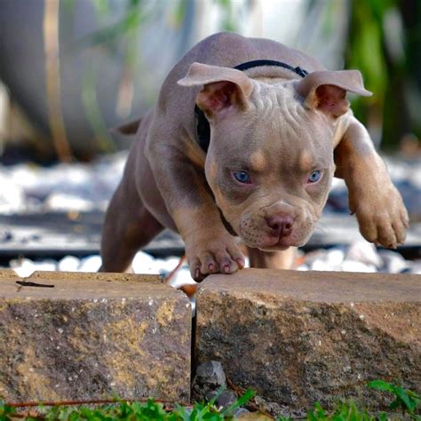 American Bully Color Chart Amazing Tri Color Pocket Bullies Venomline