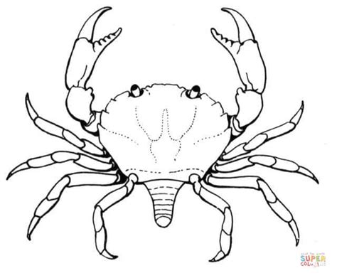 Раскраска Болотный краб Раскраски для детей печать онлайн