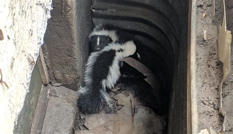 Skunks Under The Deck In Winter Skedaddle Madison
