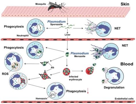 Microorganisms Special Issue Current Insights Into Host Parasite Interactions