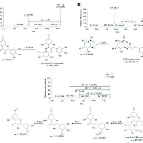 A Negative Mode Electrospray Ionization Mass Spectrometry Esi Ms Download Scientific