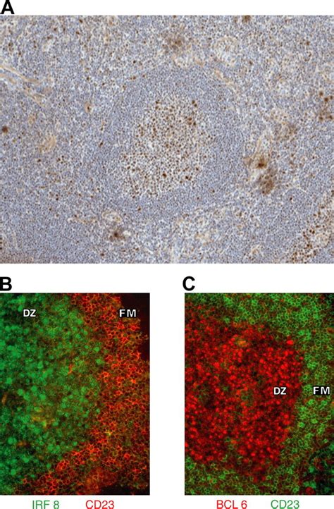 Immunohistochemical Staining Of Frozen Sections From Tonsil A