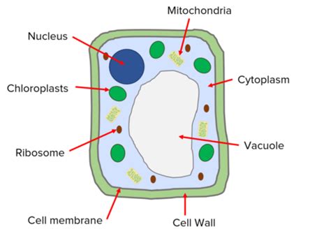 Biology Cell Structure Flashcards Quizlet