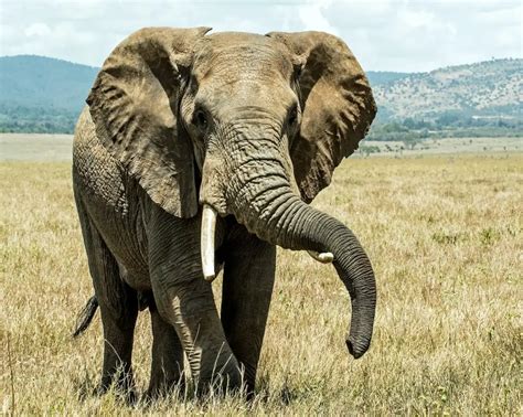 African Elephant Big Cats Safari
