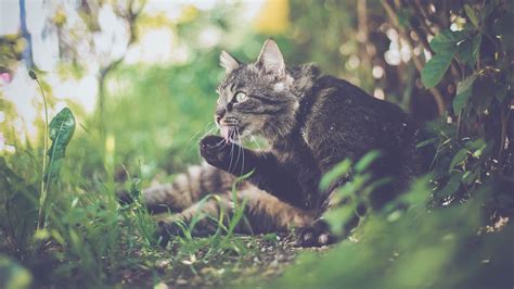 Cat Paw Protruding Tongue Funny 4k Hd Wallpaper
