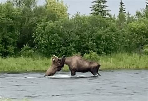 Brown Bear Attacks And Takes Down Moose In Alaska Graphic