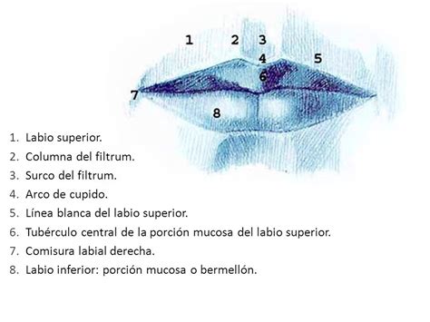 Labio Fisurado Y Paladar Hendido Ppt Video Online Descargar