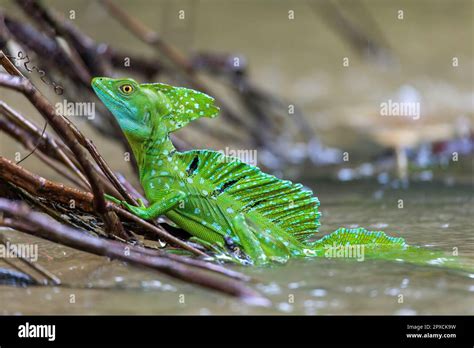 Green Basilisk Lizard Running On Water