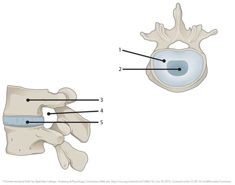 Diskus Intervertebralis Anatomi Og Fysiologi
