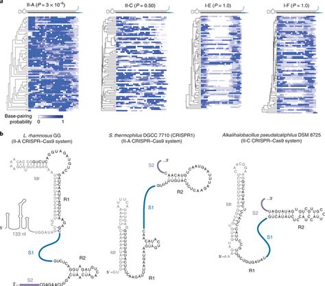 A Stem Loop Formed Between The Leader Rna And R1 Is Found Across