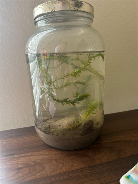 Found A Snail In This Ecosphere I Just Made Should I Poke Holes In Top