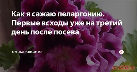 Как я сажаю пеларгонию Первые всходы уже на третий день после посева цветы Постила