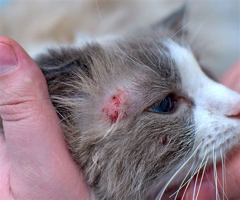 What Causes Rash And Swelling Of Ankles And Feet In Cats
