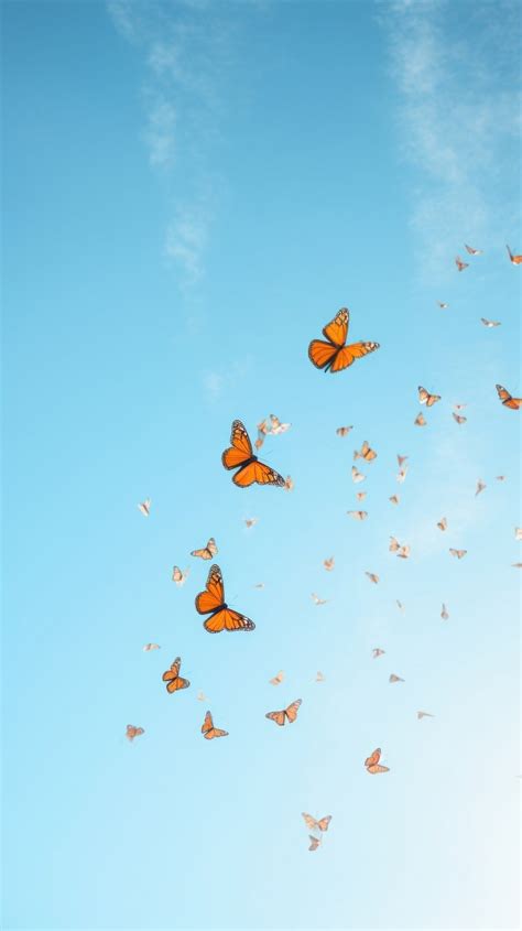 Monarch Butterflies Flying Sky Butterfly Free Photo Rawpixel