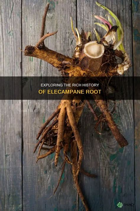 Exploring The Rich History Of Elecampane Root Shuncy